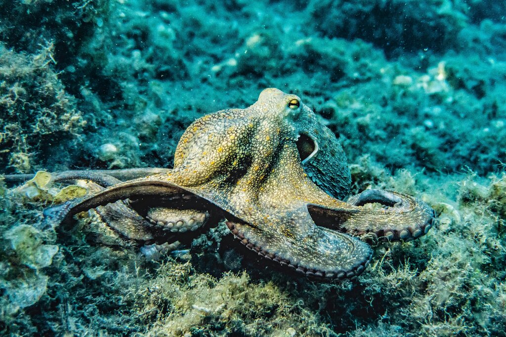 Matching: Types of Molluscs (invertebrates - molluscs - bivalves ...