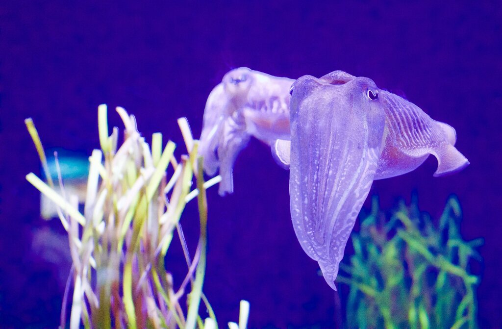 Matching: Types of Molluscs (invertebrates - molluscs - bivalves ...