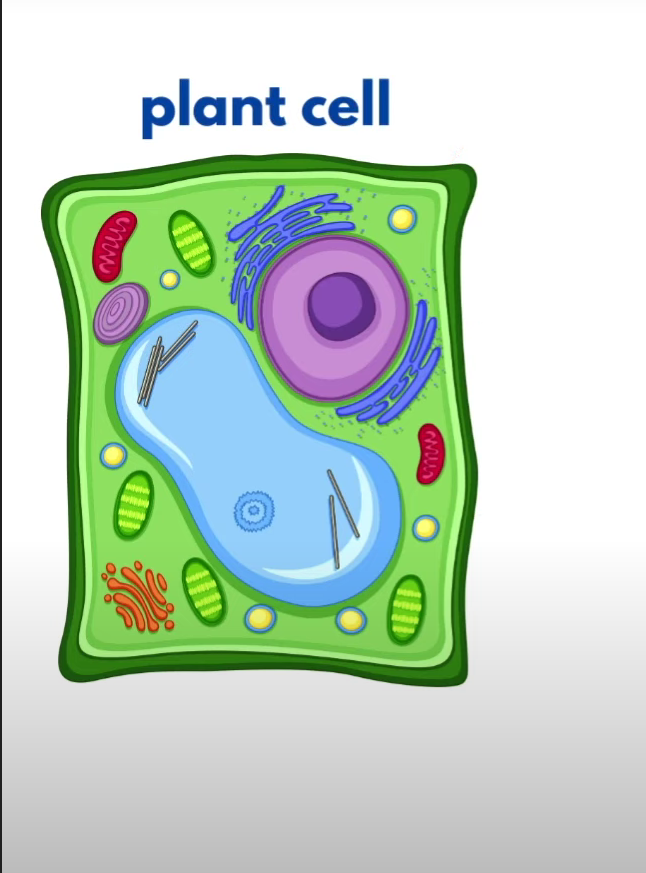 Yes or No: Plant & Animal Cells