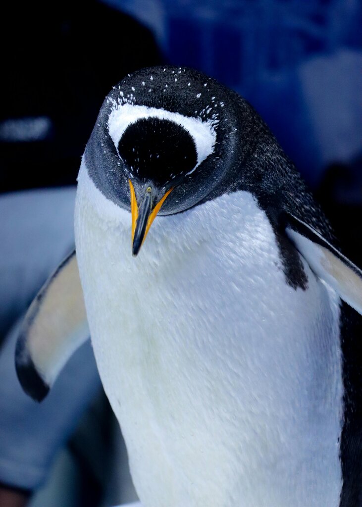 Memory: Animal Pairs: Memory Match/ parejas de animales:juego de memoria