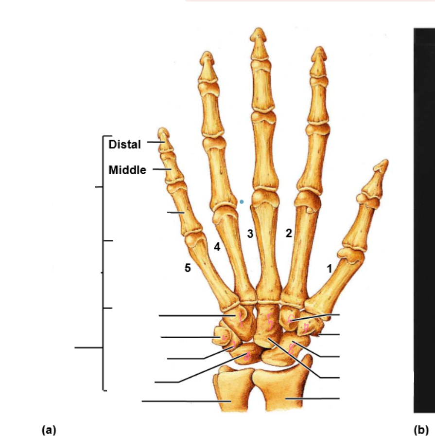 Map Quiz: Hand bone diagram