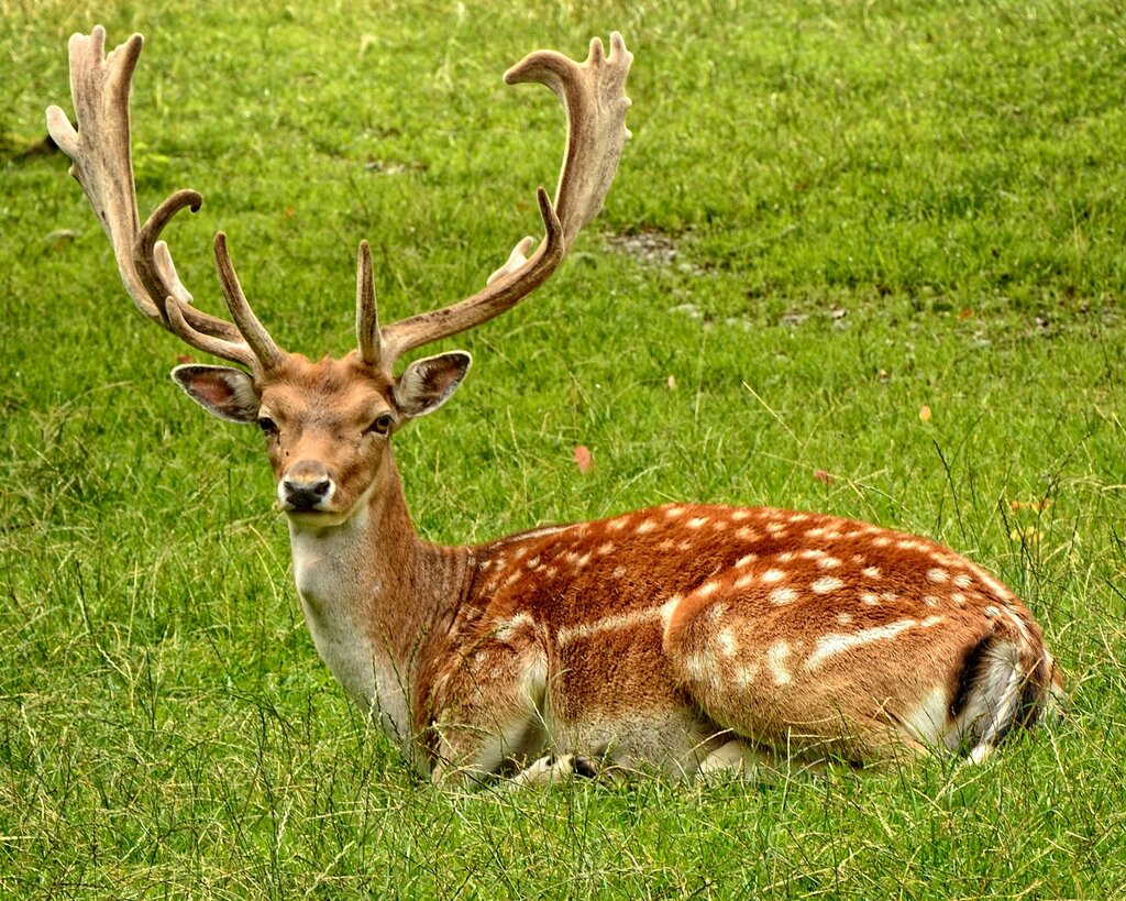 Unscramble Letters: DS2_AnimalsHabitats_Unscramble words