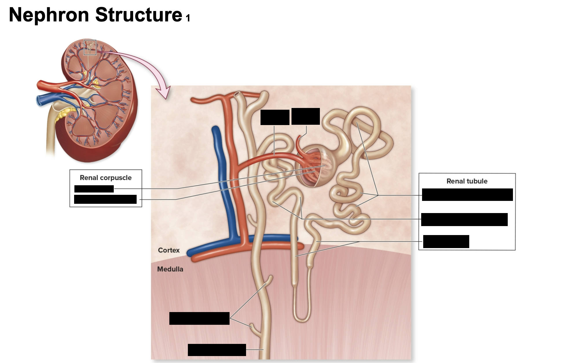 Map Quiz: nephron structure