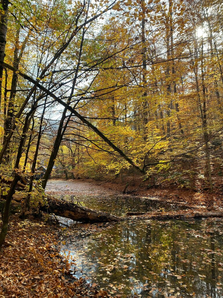 Sopa de Letras: Ecosistemas (biología - 5º egb)