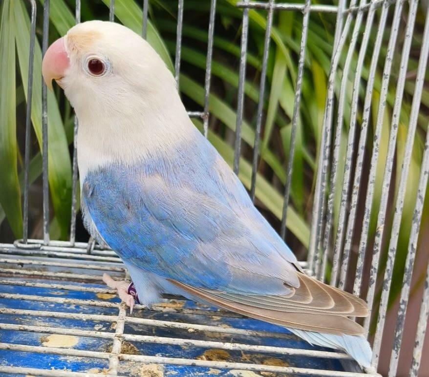 Quiz: Actividad aprendiendo sobre los inseparables.🦜