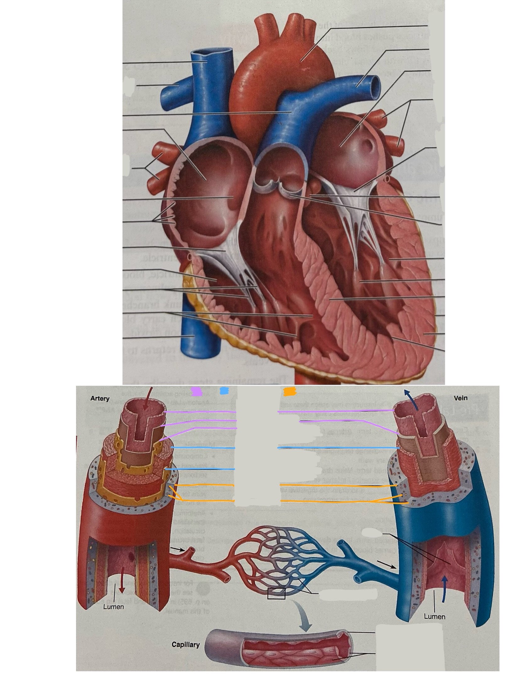 Map Quiz: Inner heart anatomy and vessels (biology - anatomy)