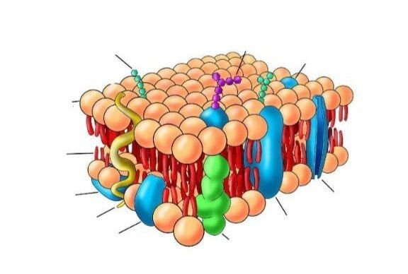 Map Quiz: Plasma membrane (parts and function)