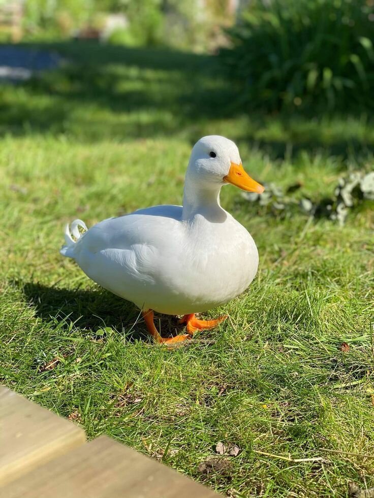 Froggy Jumps: Membaca "b" (others)