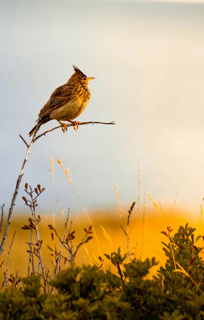 Ordenar Letras: BIRDS