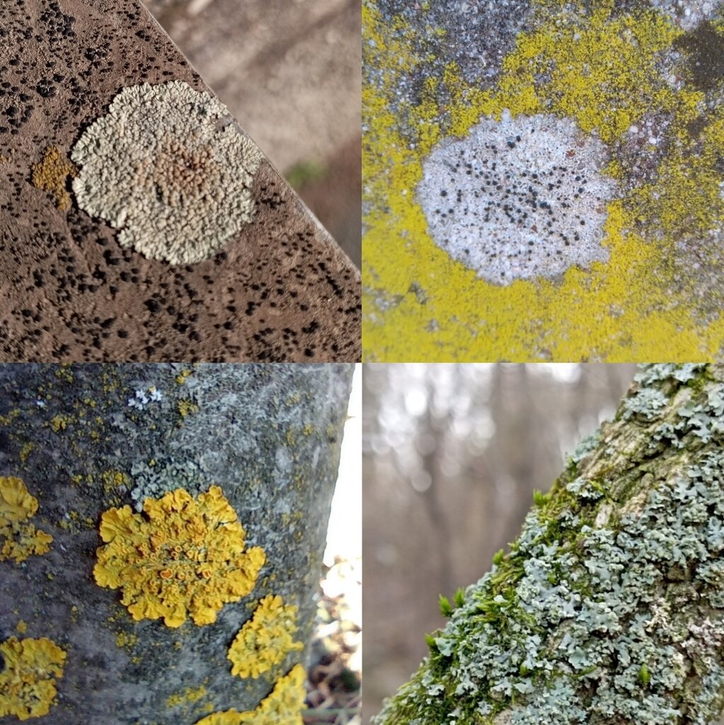 Memory: Lichens: Terms and Traits