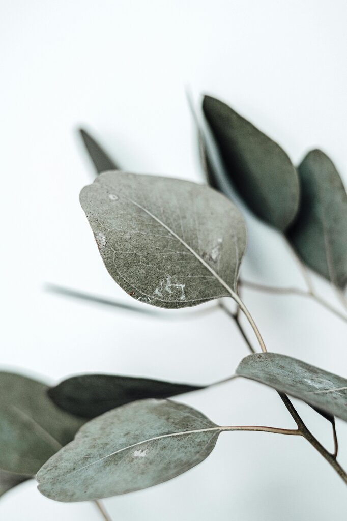 Relacionar Columnas: Reconociendo plantas medicinales comunitarias