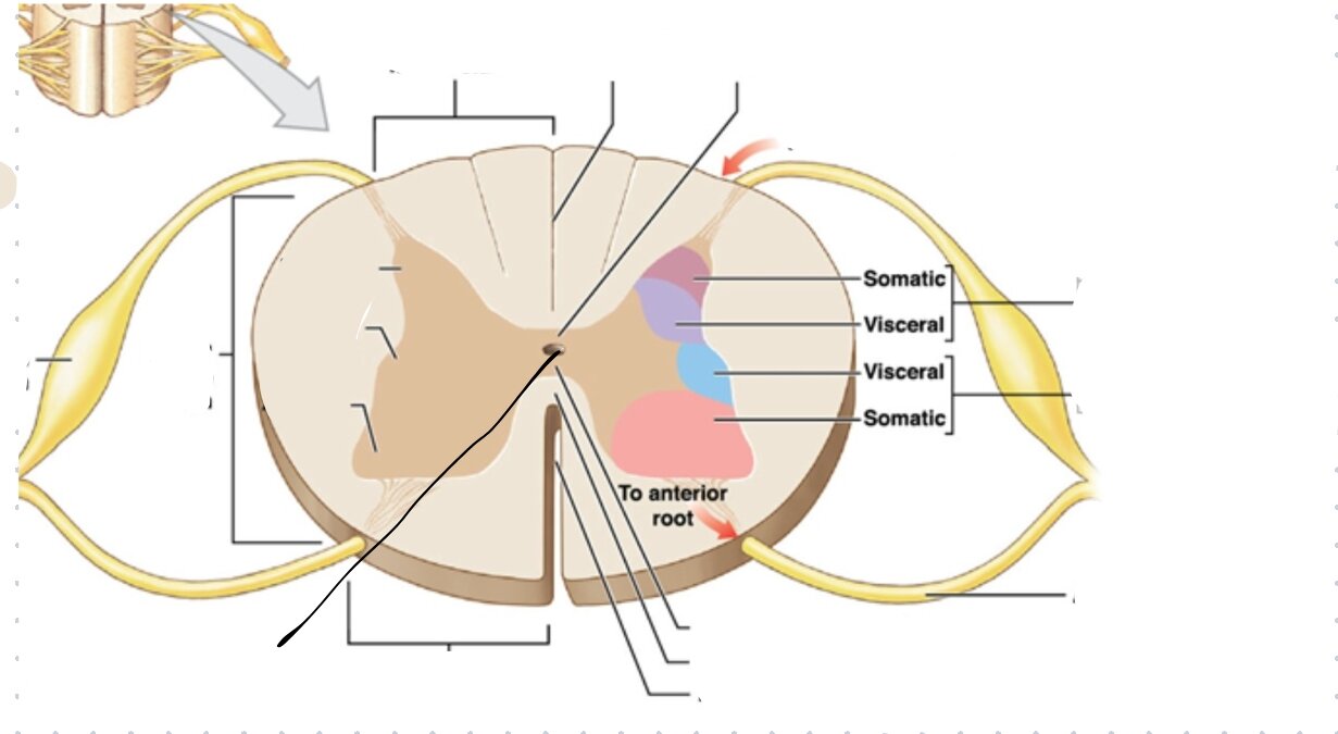 Map Quiz: BIO252 Spinal Cord