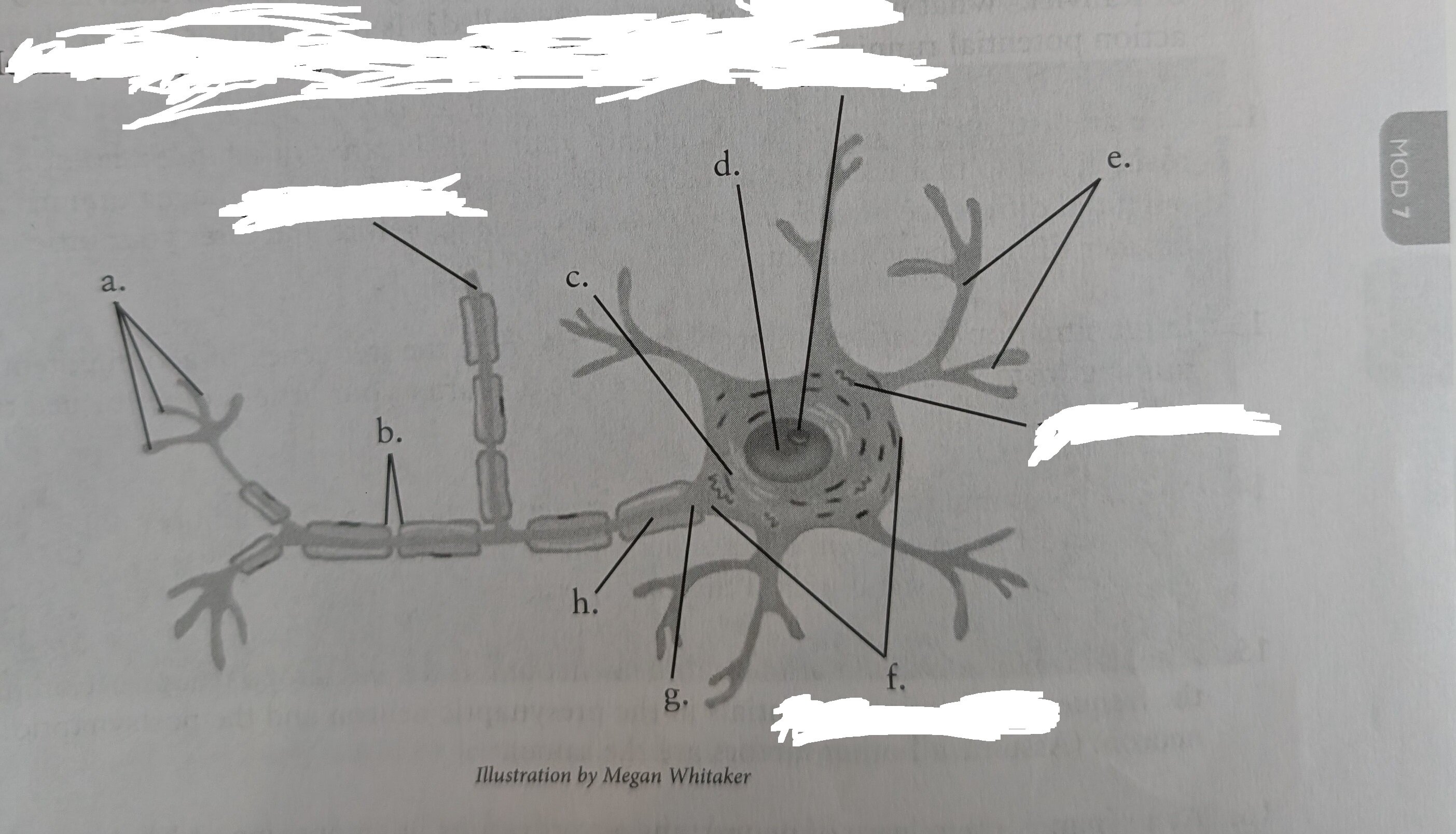 Map Quiz: A Neuron of the PNS
