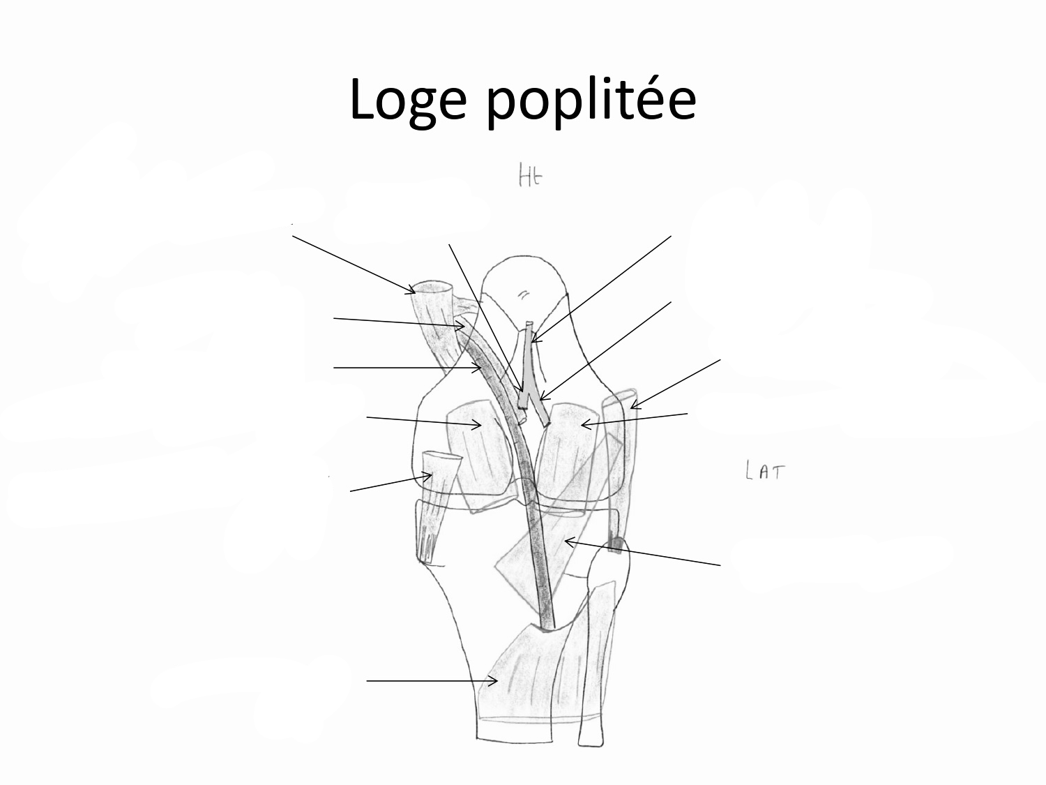 Map Quiz: Loge poplitée