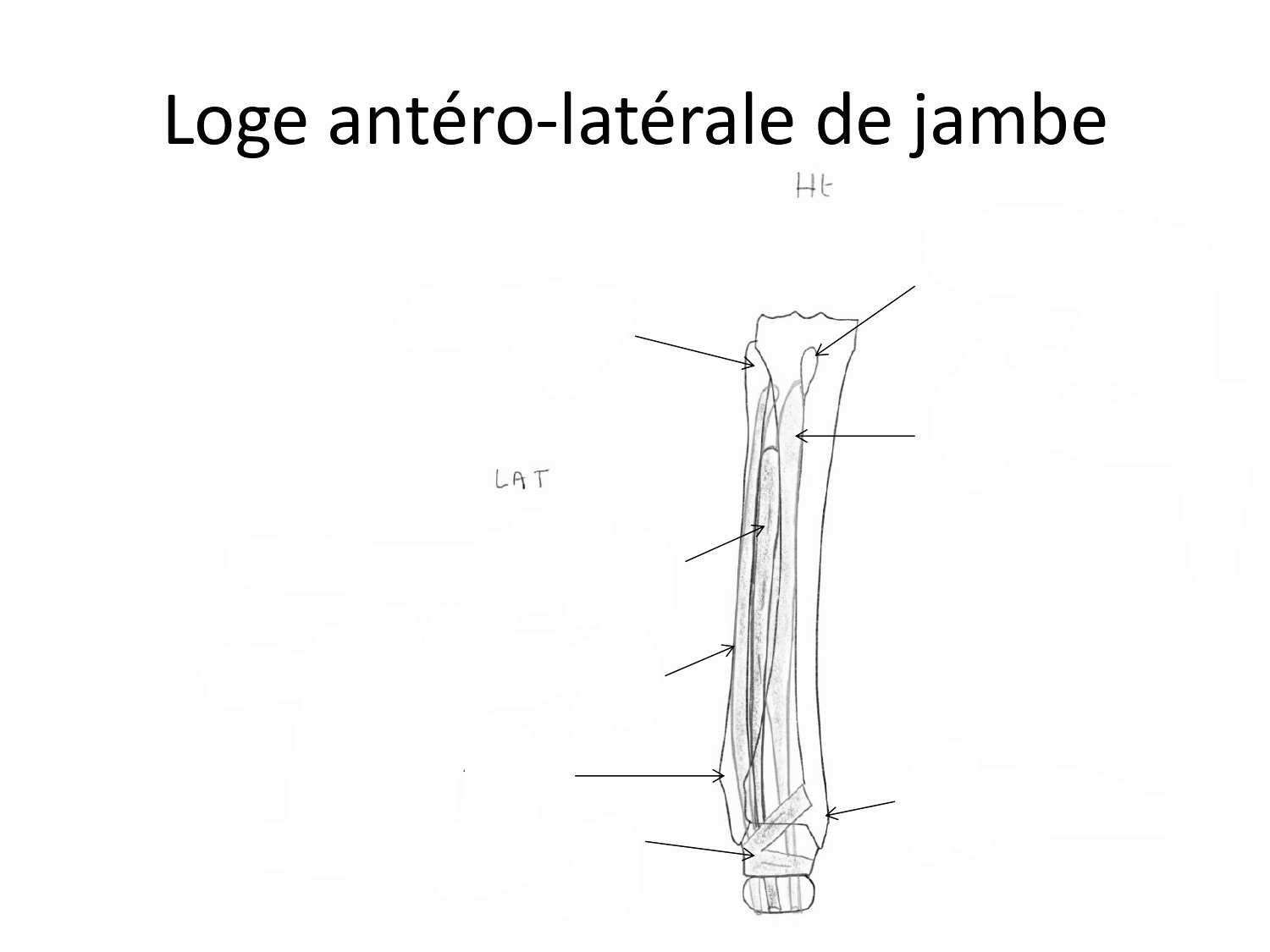 Map Quiz: Loge antéro-latérale de jambe