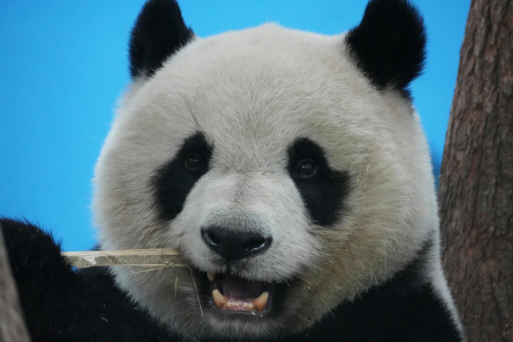 Froggy Jumps: Animales mamíferos (segundo grado - educación primaria ...