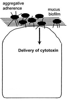 Matching Pairs: จับคู่ E. coli กลุ่มต่าง ๆ (diarrhea - e. coli)