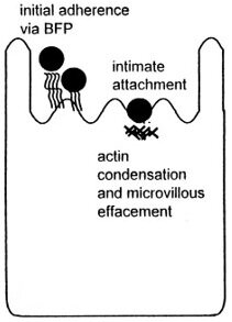 Matching Pairs: จับคู่ E. coli กลุ่มต่าง ๆ (diarrhea - e. coli)