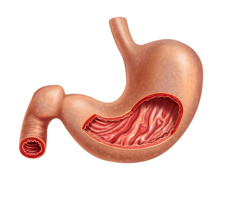 Froggy Jumps: Vocabulary Digestive System (second language - 4º ...