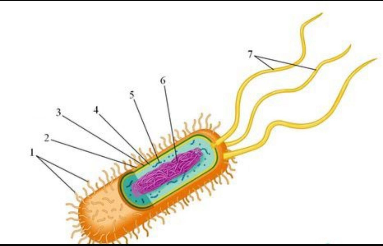 Map Quiz: Aya&Karen group