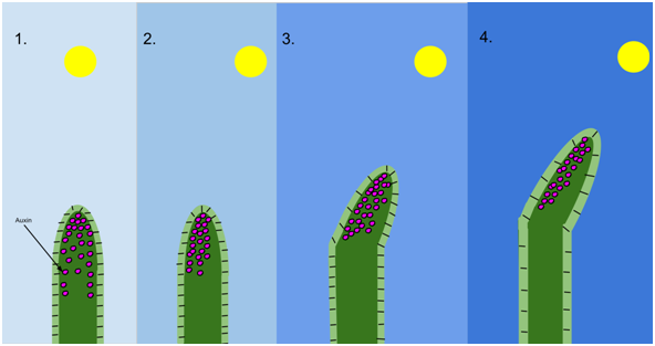 Adivinanza: Plant Tropism Puzzles