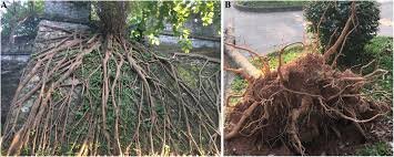 Adivinanza: Plant Tropism Puzzles