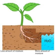 Adivinanza: Plant Tropism Puzzles
