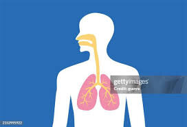 Froggy Jumps: El sistema digestivo (biología - 6º egb)
