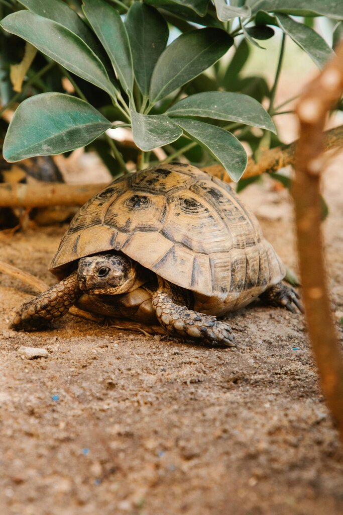 Line Up: Longevità animale: Ordina per età
