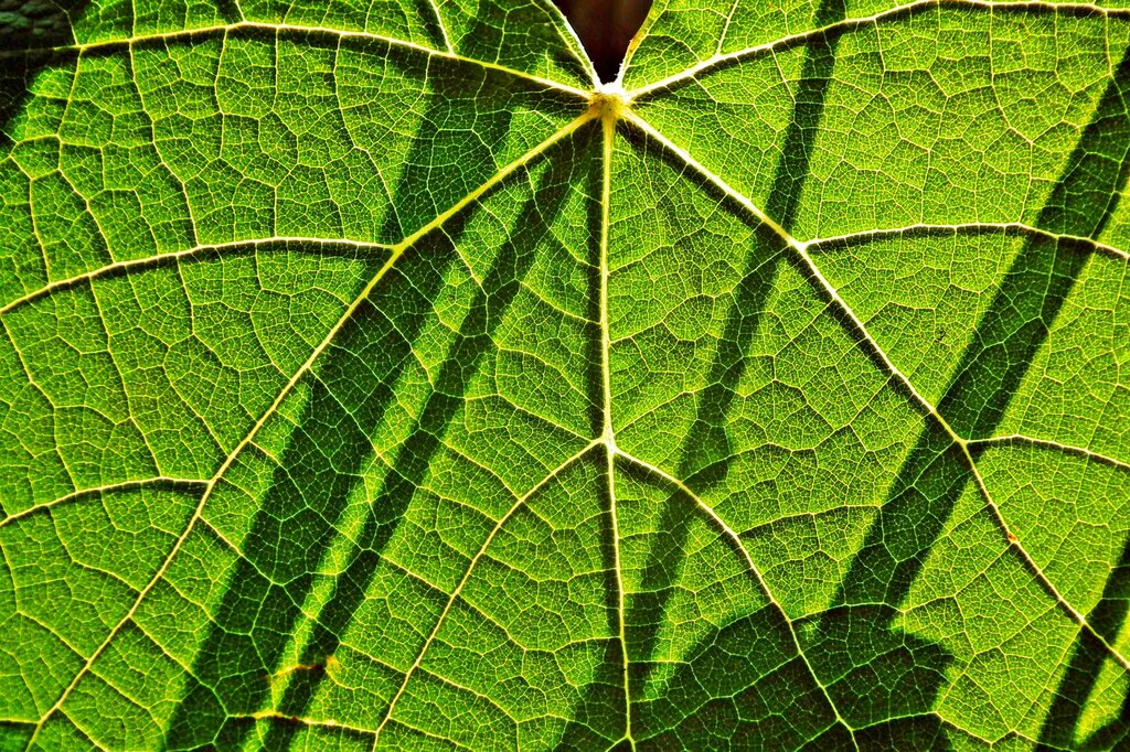 Matching Pairs: Match the colors.