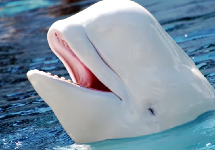 Froggy Jumps: Pengetahuan Umum (kelas 10 - kelas 11 - kelas 12)