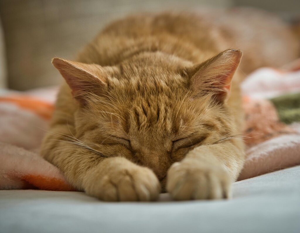 Froggy Jumps: animals body (language - k5)