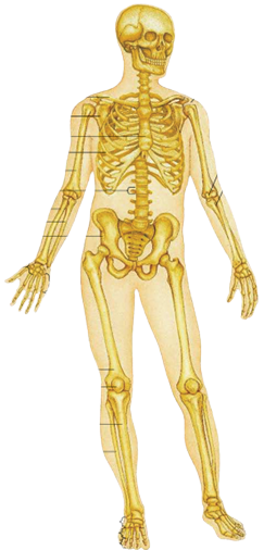 Map Quiz: Sistem Rangka Manusia (biology)