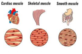 Memory: A&P Muscle Game