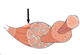 Memory: A&P Muscle Game