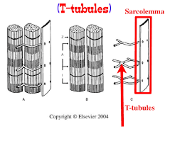 Memory: A&P Muscle Game