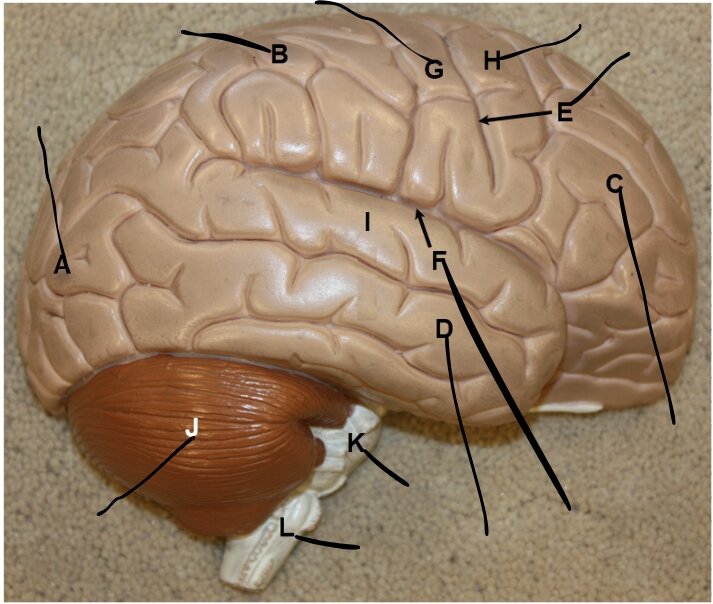 Map Quiz: BIO252 Brain