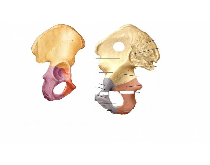 Map Quiz: Hueso coxal vistas