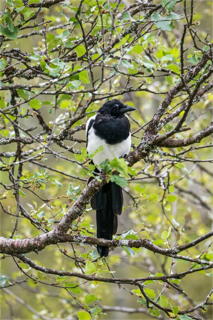 Alphabet: Pasapalabra_NEE G1 (3)