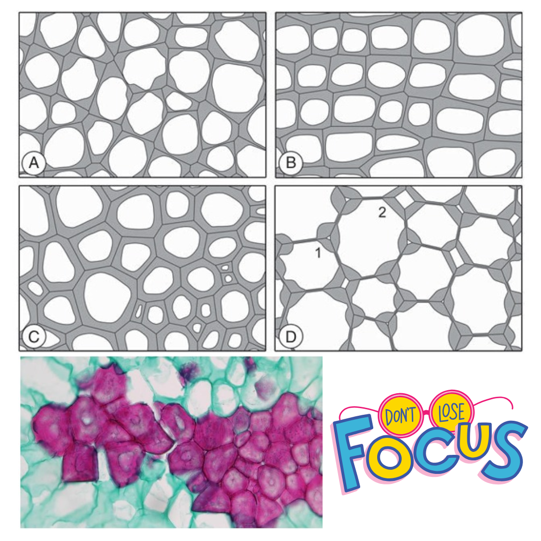 Map Quiz: Cek Pemahaman Kolenkim & Sklerenkim (biology)