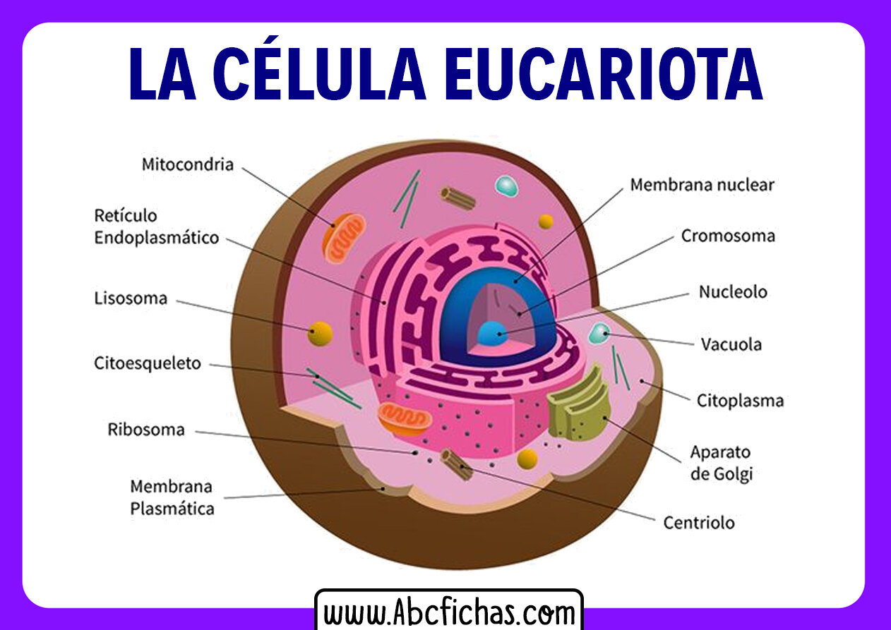 Map Quiz: Partes de la célula eucariota. (biología celular)