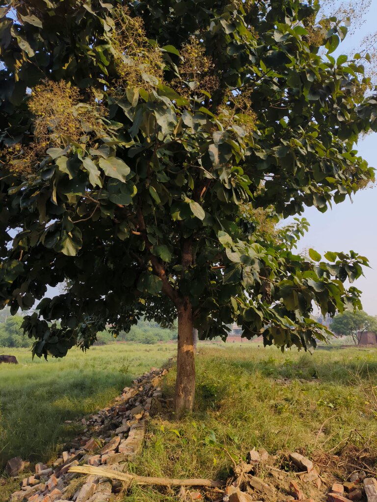 Matching Pairs: Manfaat Keanekaragaman Hayati