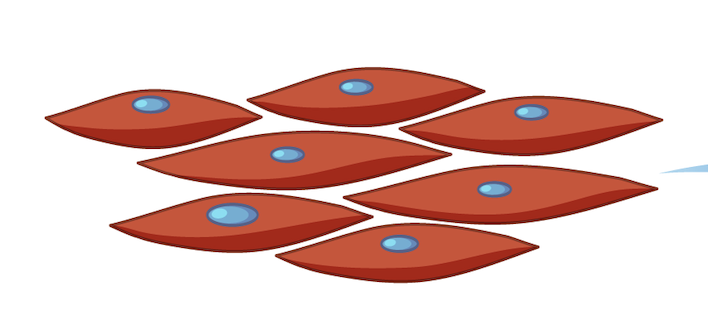 Matching Pairs: Muscular System - Matching Pairs Type, Structure and ...