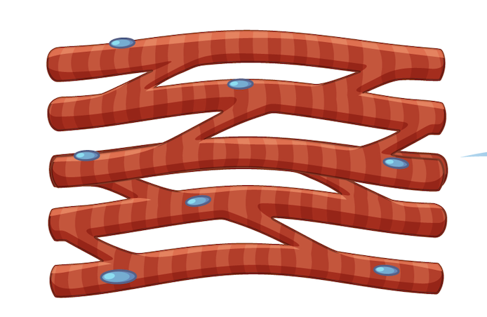 Matching Pairs: Muscular System - Matching Pairs Type, Structure and ...