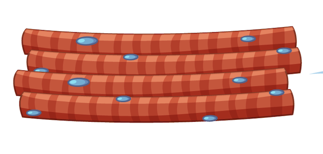 Matching Pairs: Muscular System - Matching Pairs Type, Structure and ...