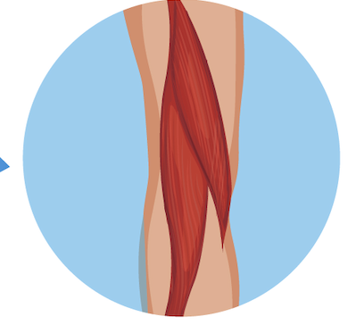 Matching Pairs: Muscular System - Matching Pairs Type, Structure and ...