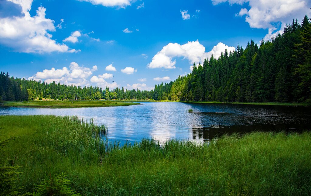 Word Search Puzzle: Word Search: Nature Essentials