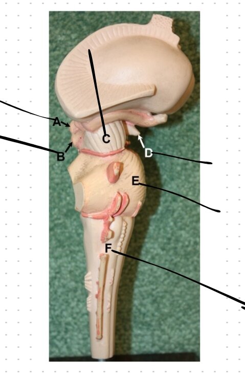 Map Quiz: BIO252 Brain stem side view