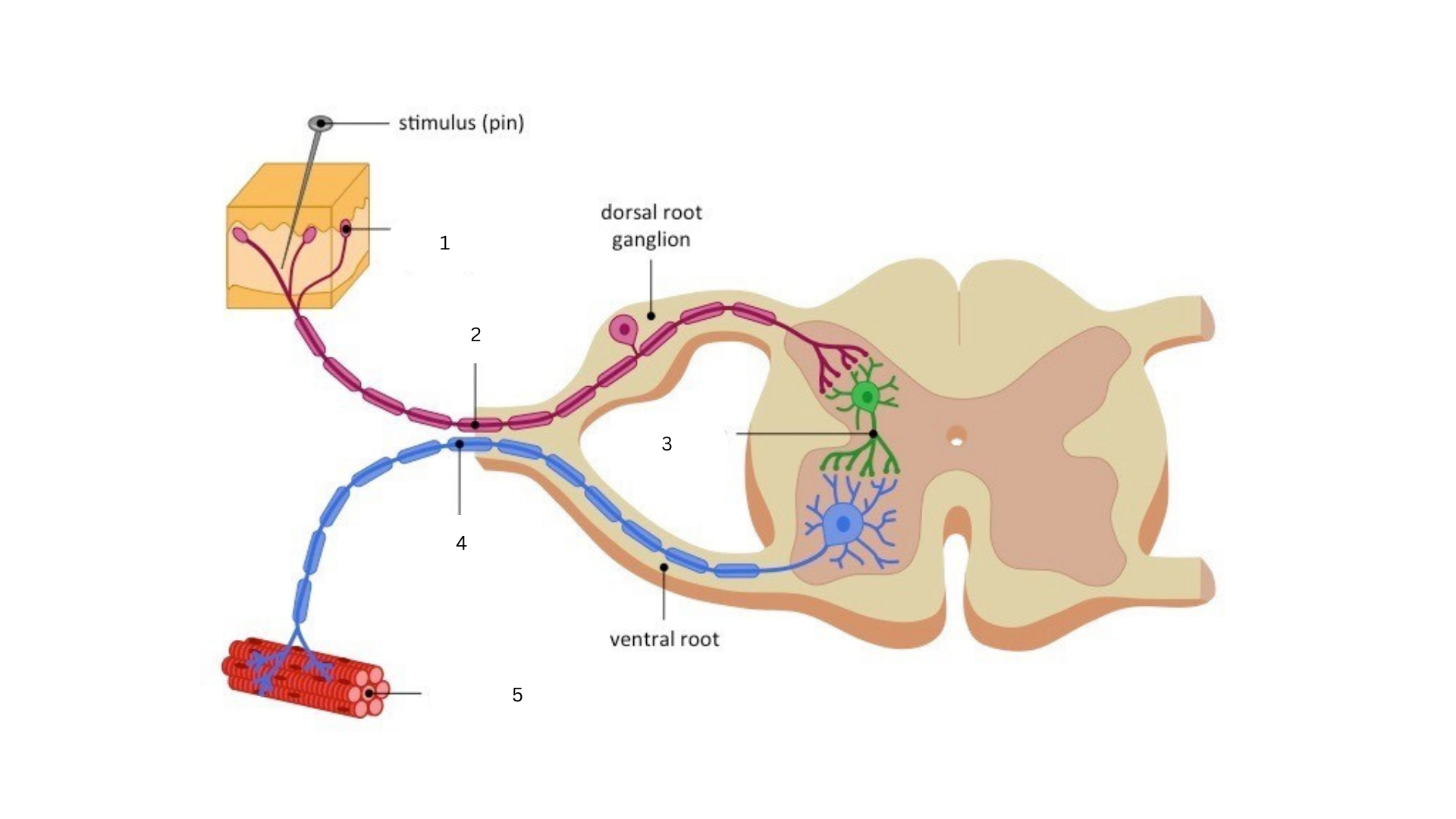 Map Quiz: Arka Refleks 3 Neuron