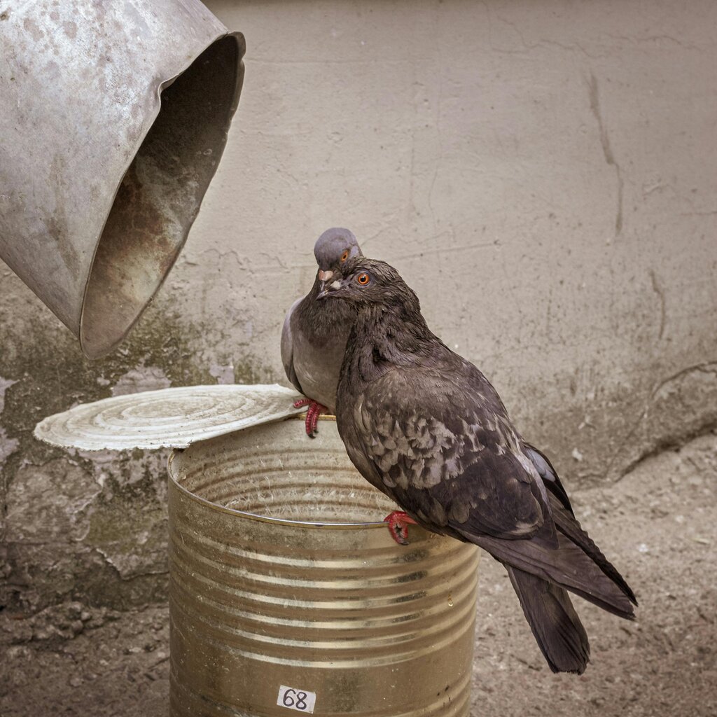 Froggy Jumps: can can't (3rd grade english)